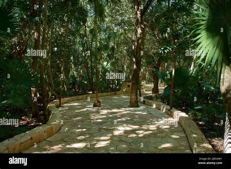 Small Stone Path Surrounded By A Tropical Forest Formed By Palm Trees
