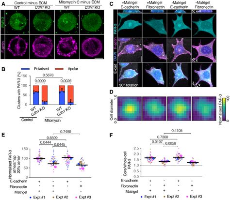 E‐cadherin Mediates Apical Membrane Initiation Site Localisation During
