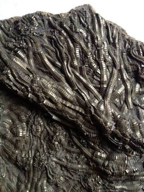 Stunning Pyrite Fossil Crinoid Sea Lilies Assemblage Etsy Fossils
