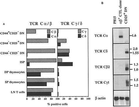 Tcr Gene Expression In Developing Thymocytes 4 Analysis Of Tcr