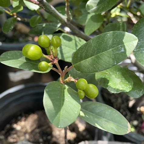Frangula Californica Eve Case Coffeeberry Plant Material