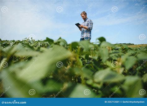 Agronomist Inspecting Soya Bean Crops Growing In The Farm Field