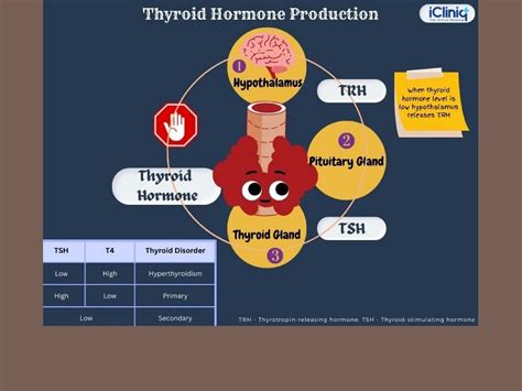 Hypothyroidism 2024 Basic Slides For Doctor Pptx Ppt