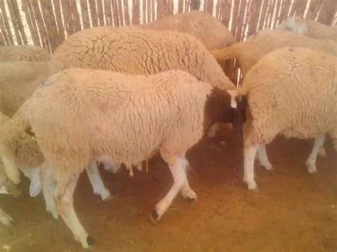 كيف تشري عيدك وضحيتك وماينضحكش عليك يا تراس 1 اول ماتوصل القي التحية