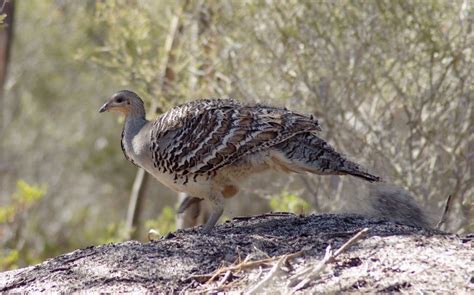 What Is A Mallee Fowl Birdful