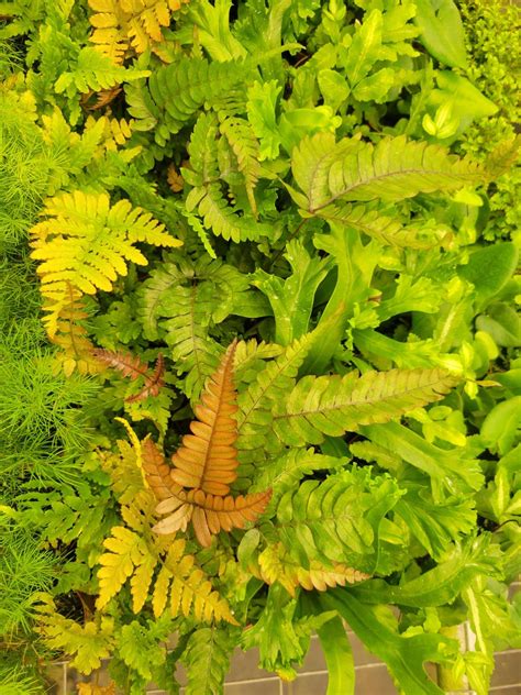 Mini Pixie Fern Plants 6 Pack 2 Pots Terrariums Fairy Gardens Assorted Varieties Etsy