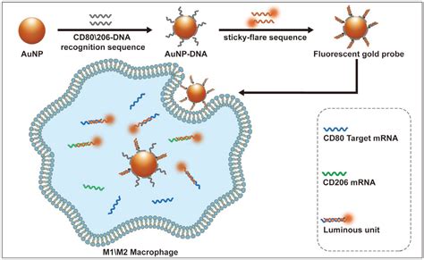 Visualizing Macrophage Polarization Through Fluorescent Mrna Profiling