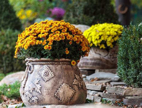 How To Grow Mums In Containers Backyard Boss