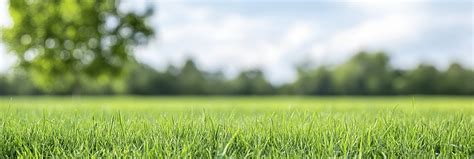 근접 촬영 푸른 잔디와 푸른 하늘 맑은 파란색 아래 밝은 녹색 잔디 잔디 녹색 풀 배경 일러스트 및 사진 무료 다운로드 Pngtree