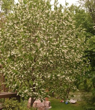 Styrax Obassia Fragrant Snowbell From Pleasant Run Nursery