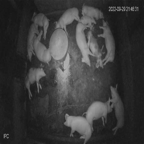 Pig Instance Segmentation Model By Pig