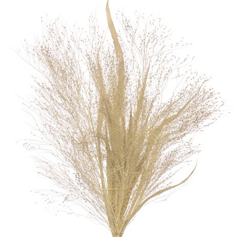 Паникум сухоцвет (1 колосок)