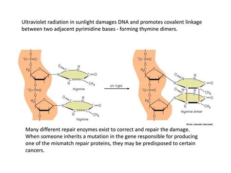 Dna Polymerase Proofreading And Processivitypptx Biological Sciences Science