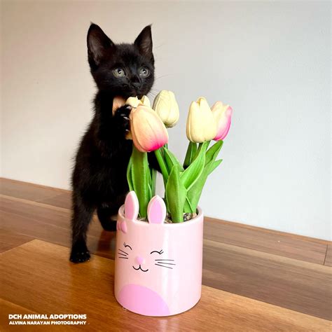 Alvina Narayan Photography 💗 Sophie Available For Immediate Adoption