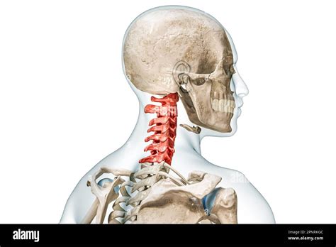 Cervical Vertebrae In Red With Body 3d Rendering Illustration Isolated On White With Copy Space