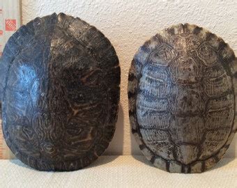 Popular Items For Real Turtle Shell On Etsy