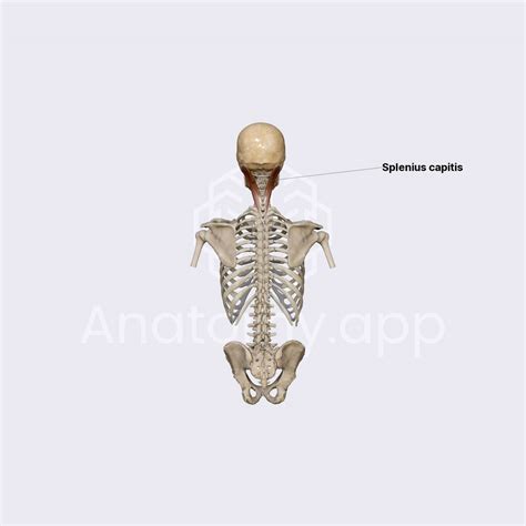 Splenius Capitis Muscle Anatomy App