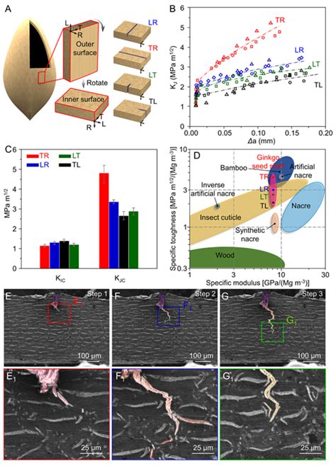 《pnas》刊发北航化学学院程群峰教授课题组最新成果 新闻网