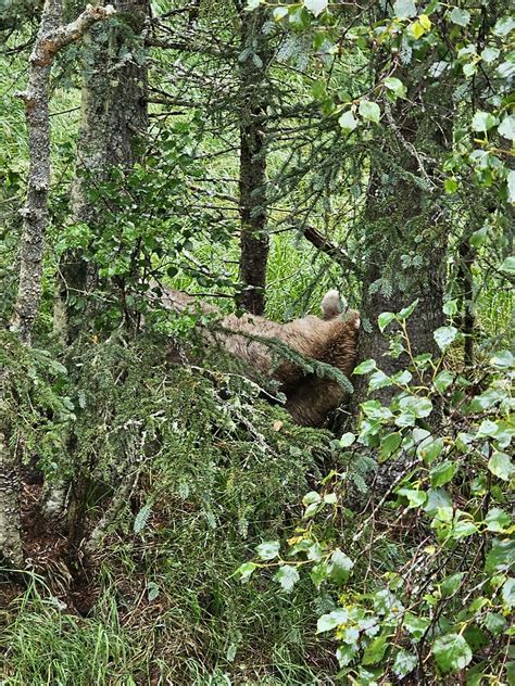 Brooks Falls 2023 Wendey Withrow Flickr