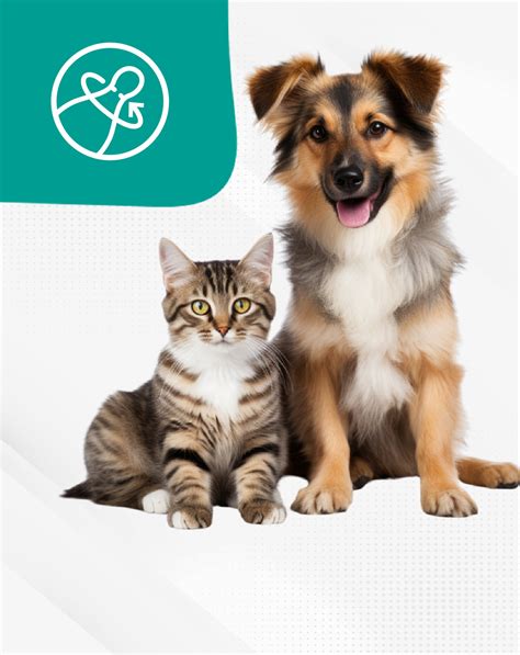 Vet Expert Bioprotect Paste 15ml Animus Surgical