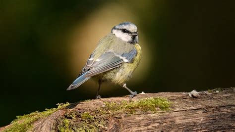 Clinge Door Edy Van Vliembergen Graauw Pimpelmees Bij De Flickr