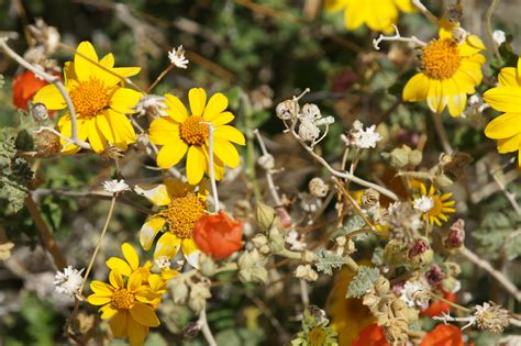 Dsc04304 Shiras Flickr