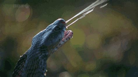 Spitting Cobra Spraying Venom With Fangs Drawn Egyptian Goddess