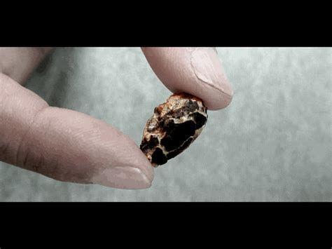 Oldest Lizard Embryo Discovered Curled Within 125m Year Old Fossil Egg