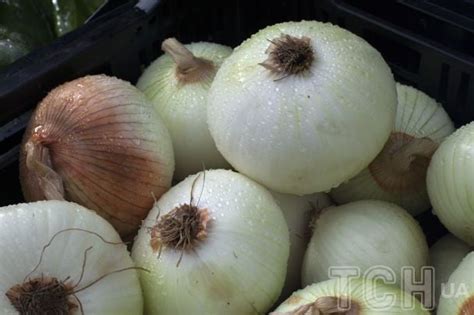 Ціни злетіли на 55 за тиждень в Україні різко подорожчав один з популярних овочей Читайте на