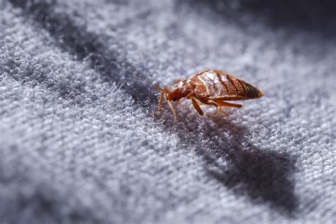 Bedbugs