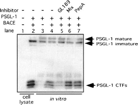 The Cell Adhesion Protein P Selectin Glycoprotein Ligand 1 Is A Substrate For The Aspartyl