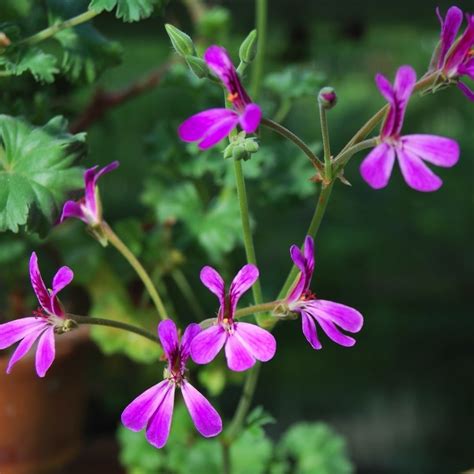 Pelargonium Deerwood Lavender Laad