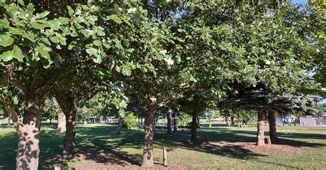 consider planting trees in clusters