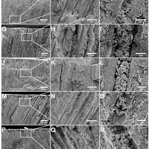 Sem Micrographs Of The Cross Sections Of The Samples Treated With A C
