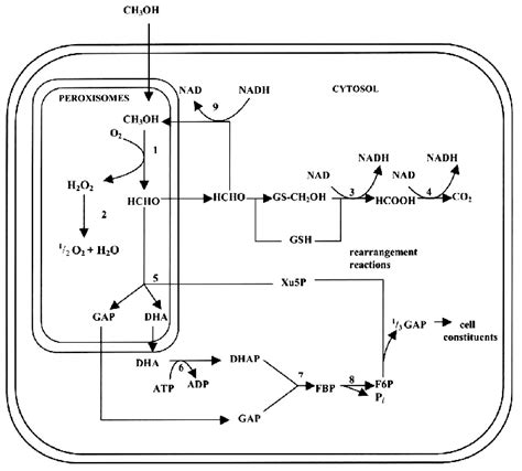 Methanol Metabolism Pathways And Their Compartmentation In