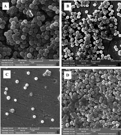 Sem Analysis Of The Staphylococcus Aureus Biofilm Atcc 25923 A Download Scientific Diagram