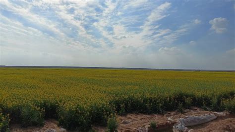 مزارع کلزا و تست کشت پاپایا Morteza Samadi