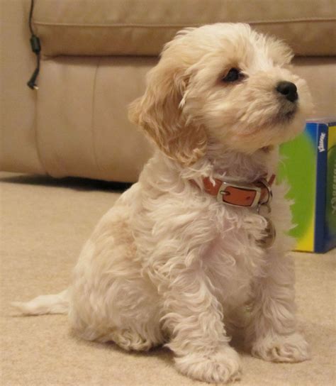 How Big Does A Toy Cockapoo Get At Holly Suarez Blog