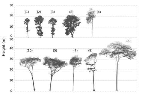 Tls Point Cloud Representations Of The 10 Field Scanned Trees Used In Download Scientific