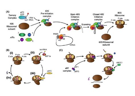 Translation Diagram Ribosome Complex Initiation And Trna Binding Studocu