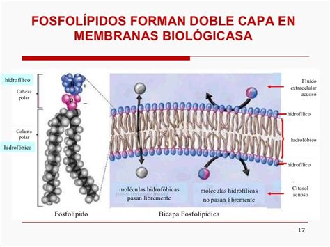 Fundamentos De Biologia Celular Celula Eucariota