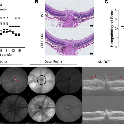 Cdcp1 Ko Mice On A C57bl6 Background Develop Significantly Attenuated