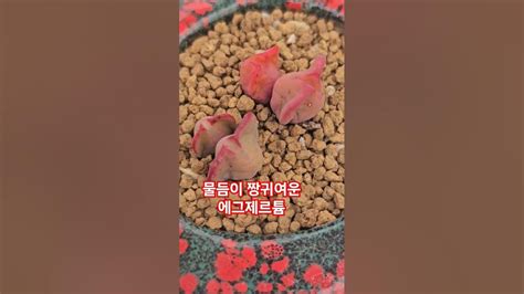 물듬이 환상적이다~ ️ ️ ️ 유나초롱 초롱맘 에그제르튬유나 포항다육 Youtube