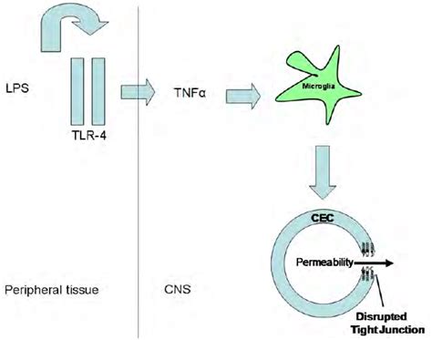 Proposed Model Of Lps Induced Systemic Inflammation That Results In Bbb Download Scientific