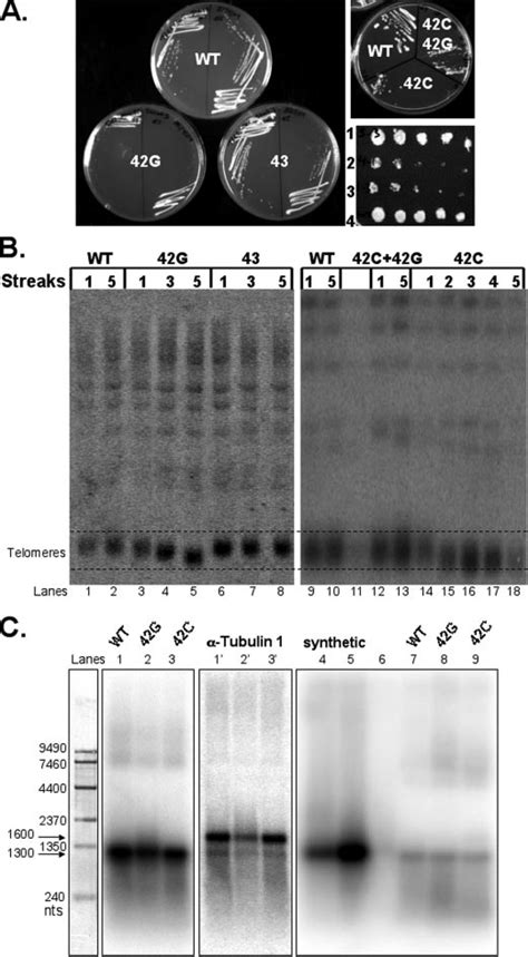 Yeast Cells Expressing Different Versions Of The Tlc1 Download