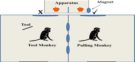 Figure 1 From The Investigation Of Prosocial Behavior In A Tool Task By