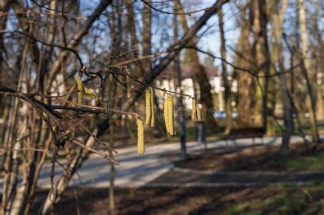 Corylus Avellana The Common Hazel Cultivated For Its Edible Nuts