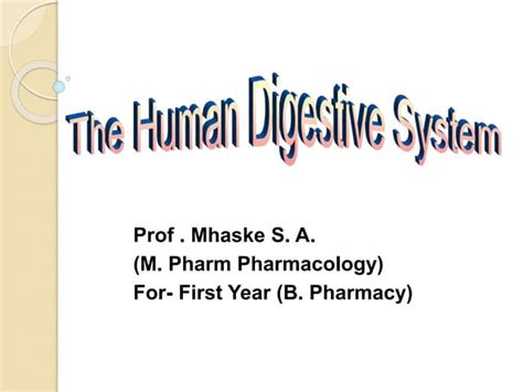 Digestive System Ppt