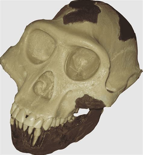 Australopithecus Bahrelghazali Skull