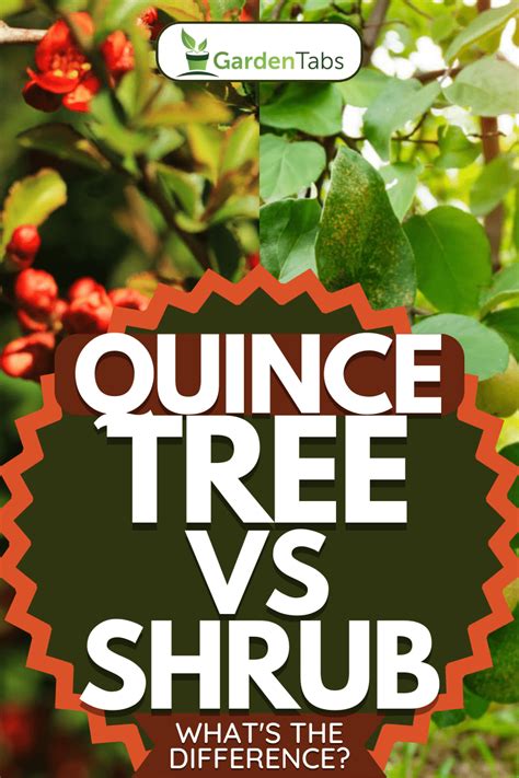 Quince Tree Vs Shrub What S The Difference